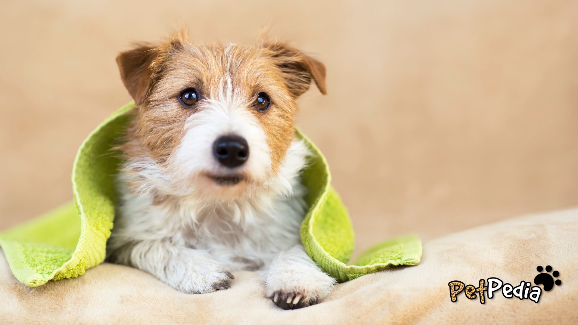 Como deixar seu cachorro cheiroso sem banho • PetPedia