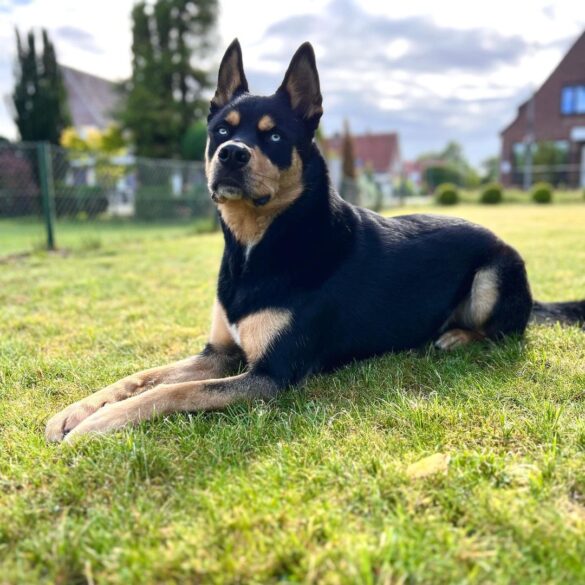 Conheça o Rottsky, o cão mistura de Rottweiler com Husky Siberiano ...