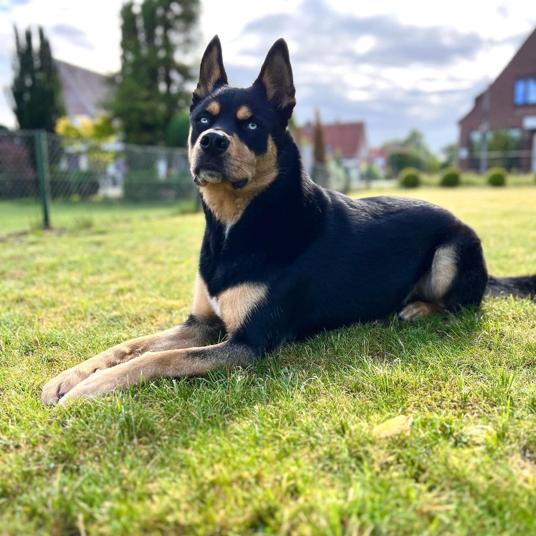 Conheça o Rottsky, o cão mistura de Rottweiler com Husky Siberiano ...