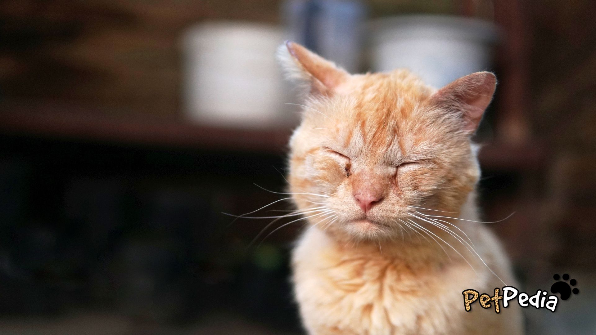 Lipidose Hepática Felina ou Esteatose Hepática Felina • PetPedia