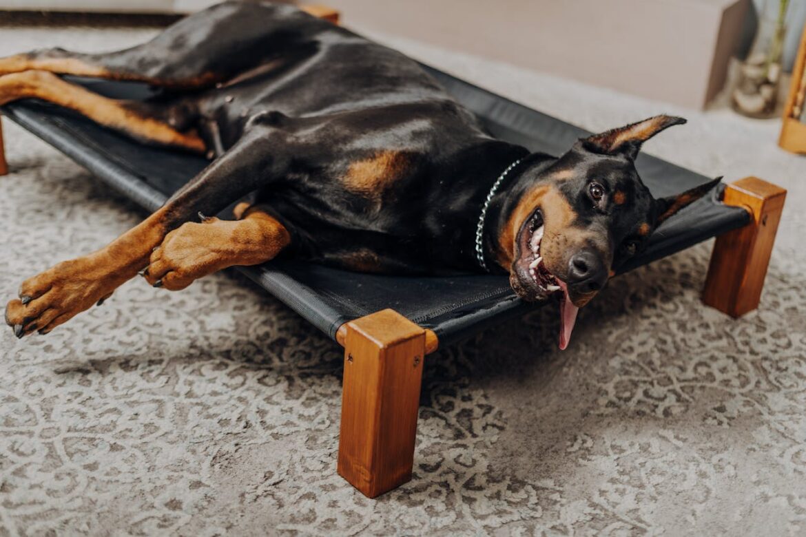 Dobermann Pinscher: Uma Raça de Força e Elegância • PetPedia