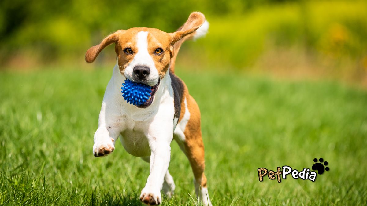 Exercícios para cães e a importância deles na vida do seu amigo peludo • PetPedia