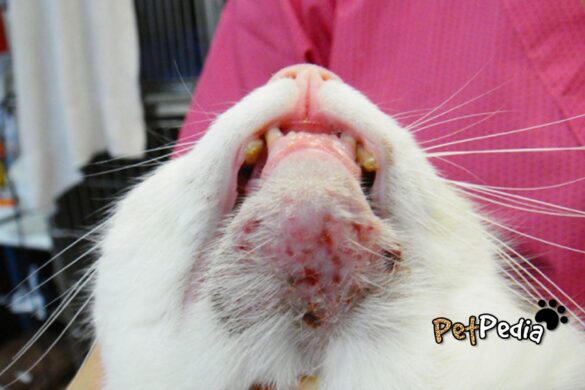 O que fazer com o cachorro vomitando sangue? • PetPedia