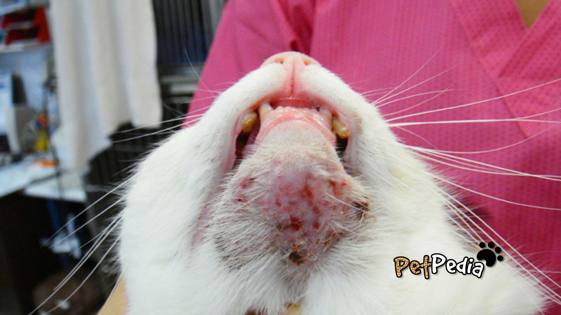 Acne Felina: O que é, sintomas e como prevenir • PetPedia