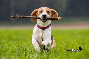 Beagle: Tudo que você precisa saber sobre essa raça fascinante • PetPedia